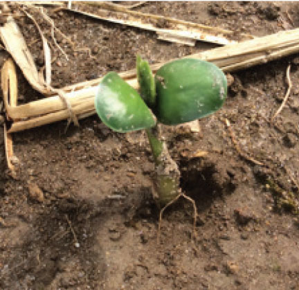 Start Clean, Stay Clean in Soybeans